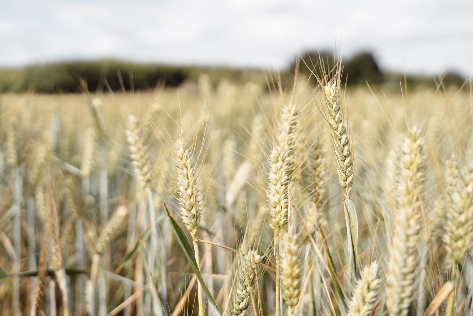 Bulgur – příprava, recepty, jak jej uvařit a ochutit - vegan.cz